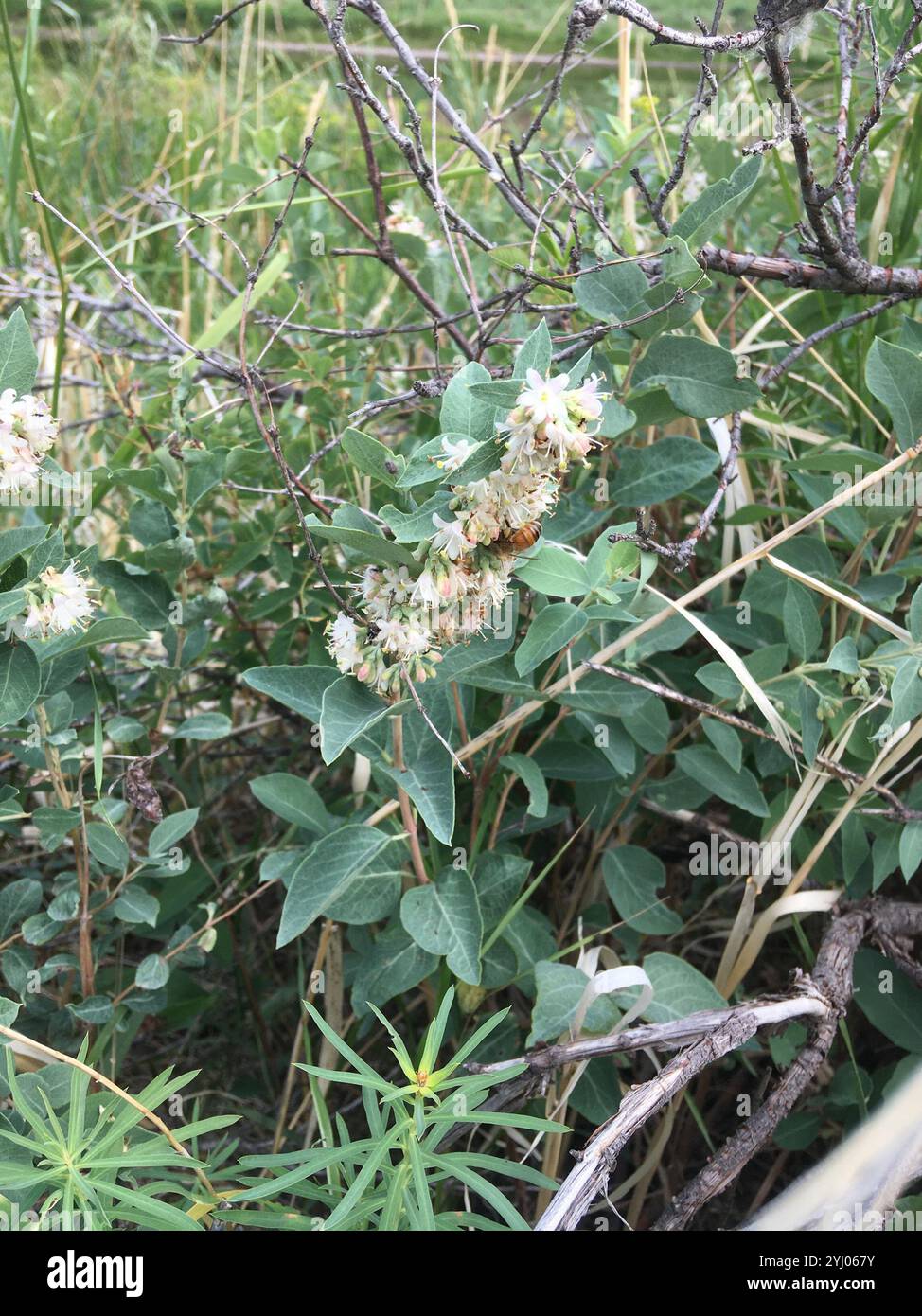 Roundleaf snowberry hi-res stock photography and images - Alamy