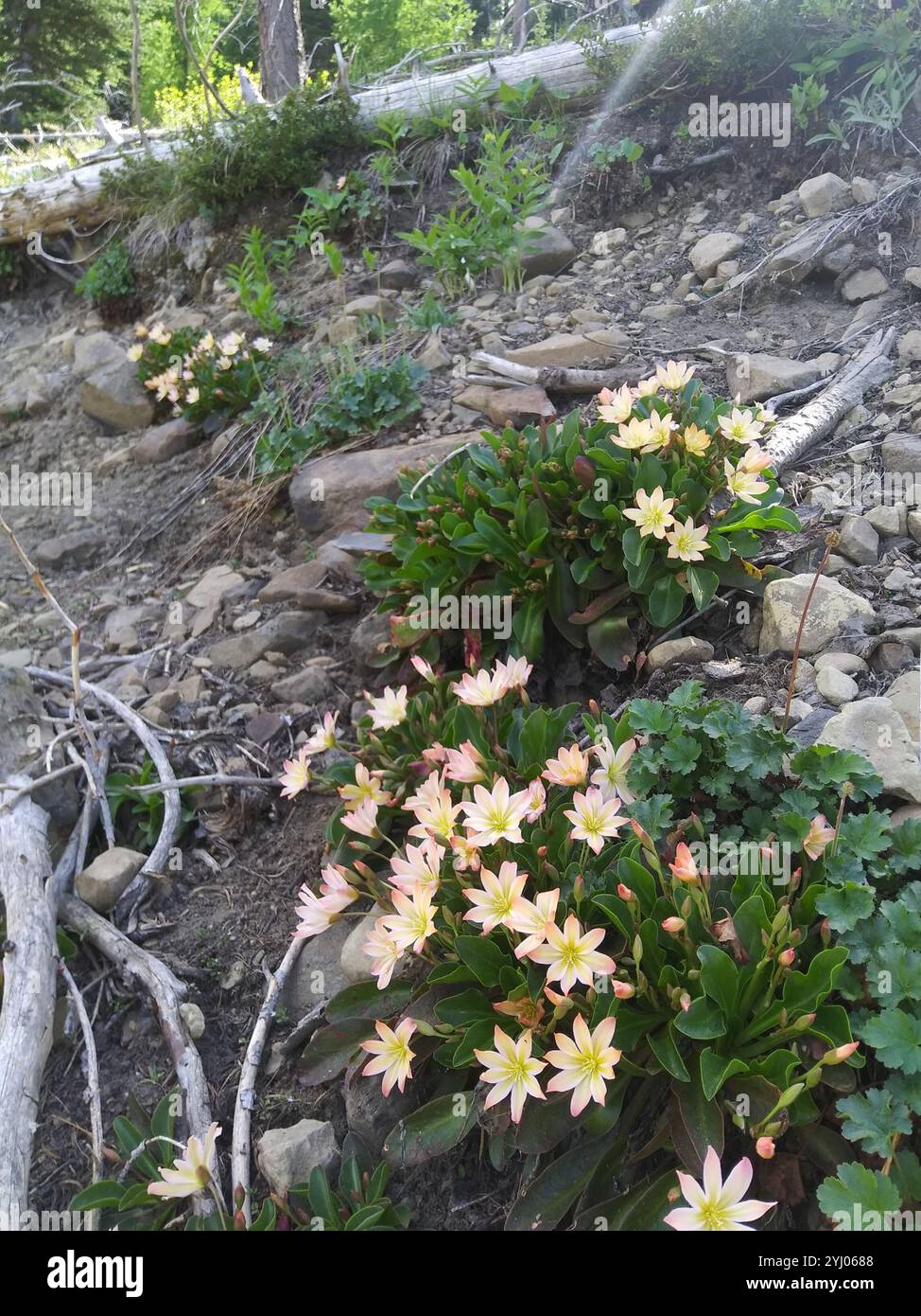 Tweedy's lewisia (Lewisiopsis tweedyi Stock Photo - Alamy