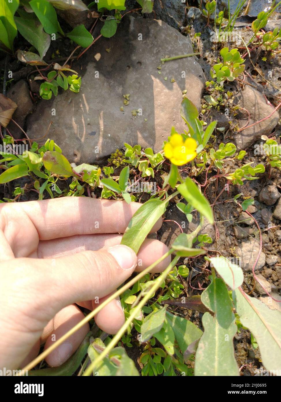 Plantainleaf Buttercup (Ranunculus alismifolius Stock Photo - Alamy