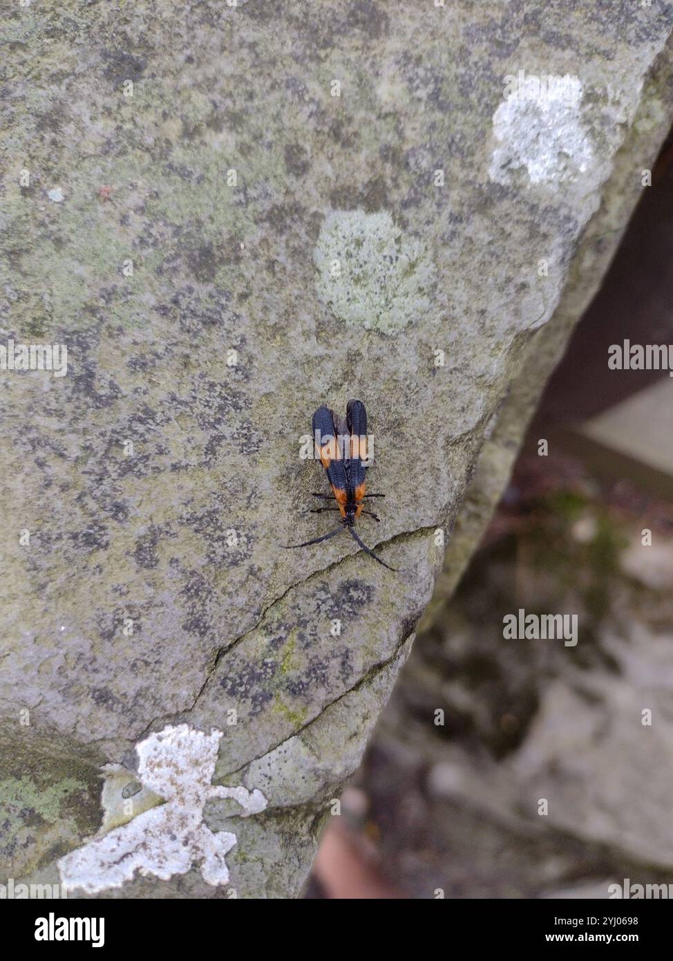 Reticulated net winged beetle hi-res stock photography and images - Alamy