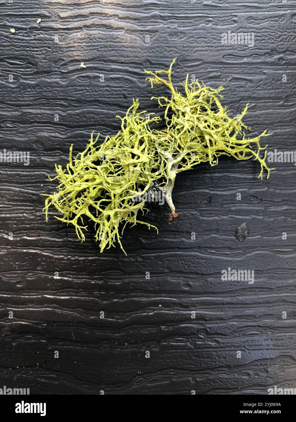 wolf lichen (Letharia vulpina Stock Photo - Alamy