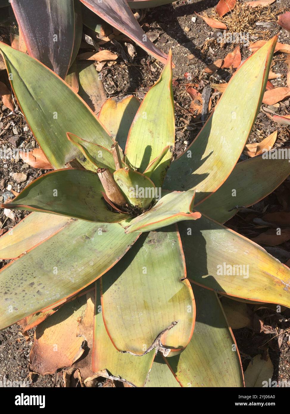 agaves, orchids, irises, and allies (Asparagales Stock Photo - Alamy