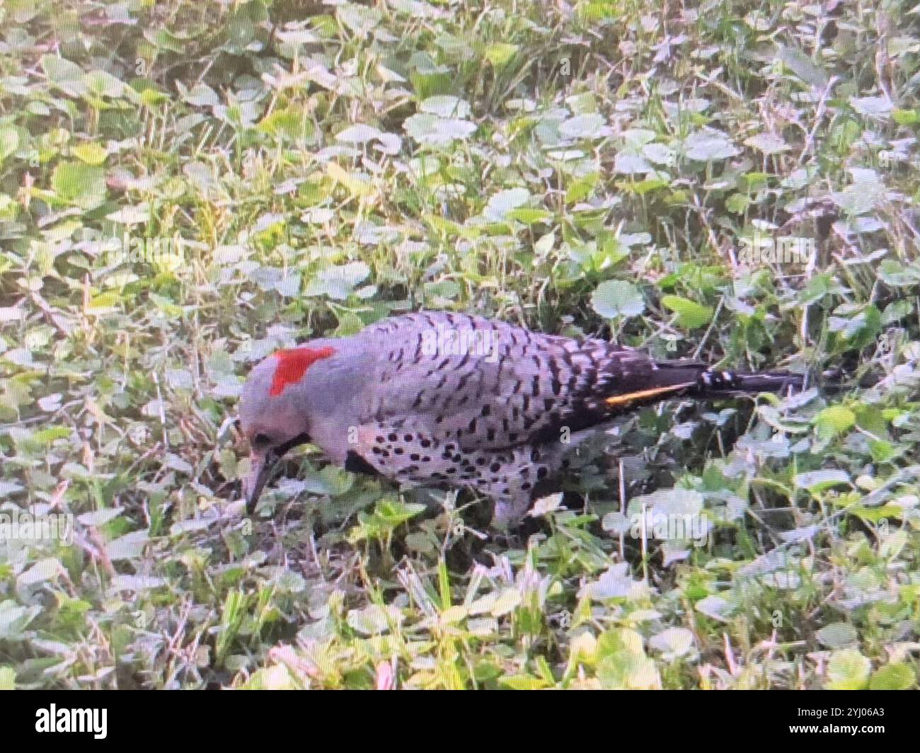 Northern Flicker (Colaptes auratus Stock Photo - Alamy
