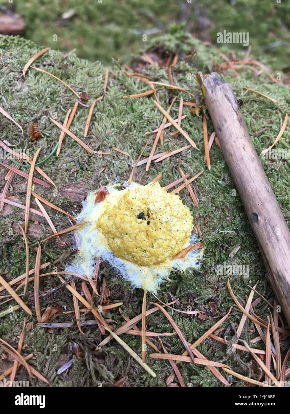 Dog Vomit Slime Mold (Fuligo septica Stock Photo - Alamy