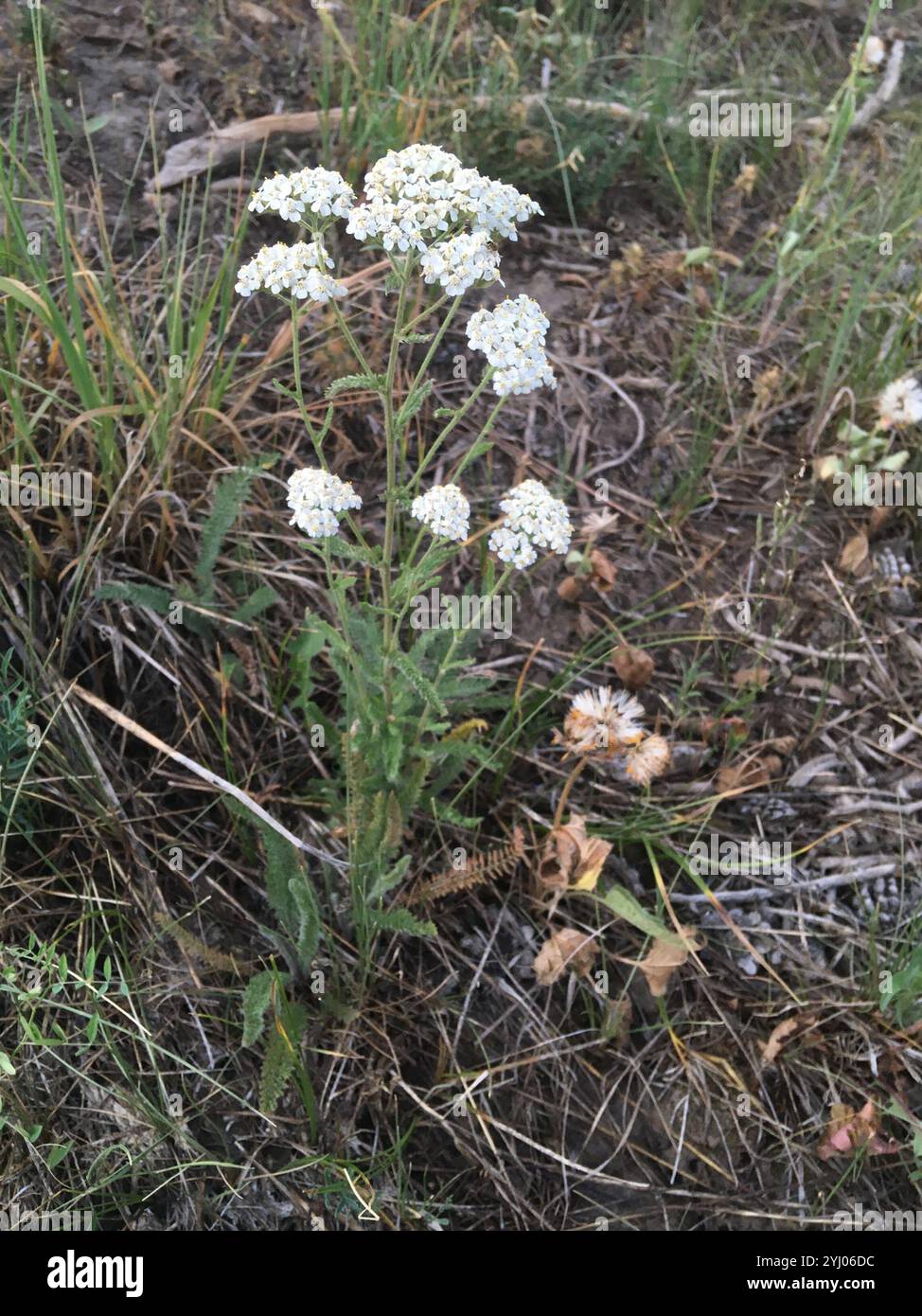 common yarrow complex (Achillea millefolium Stock Photo - Alamy