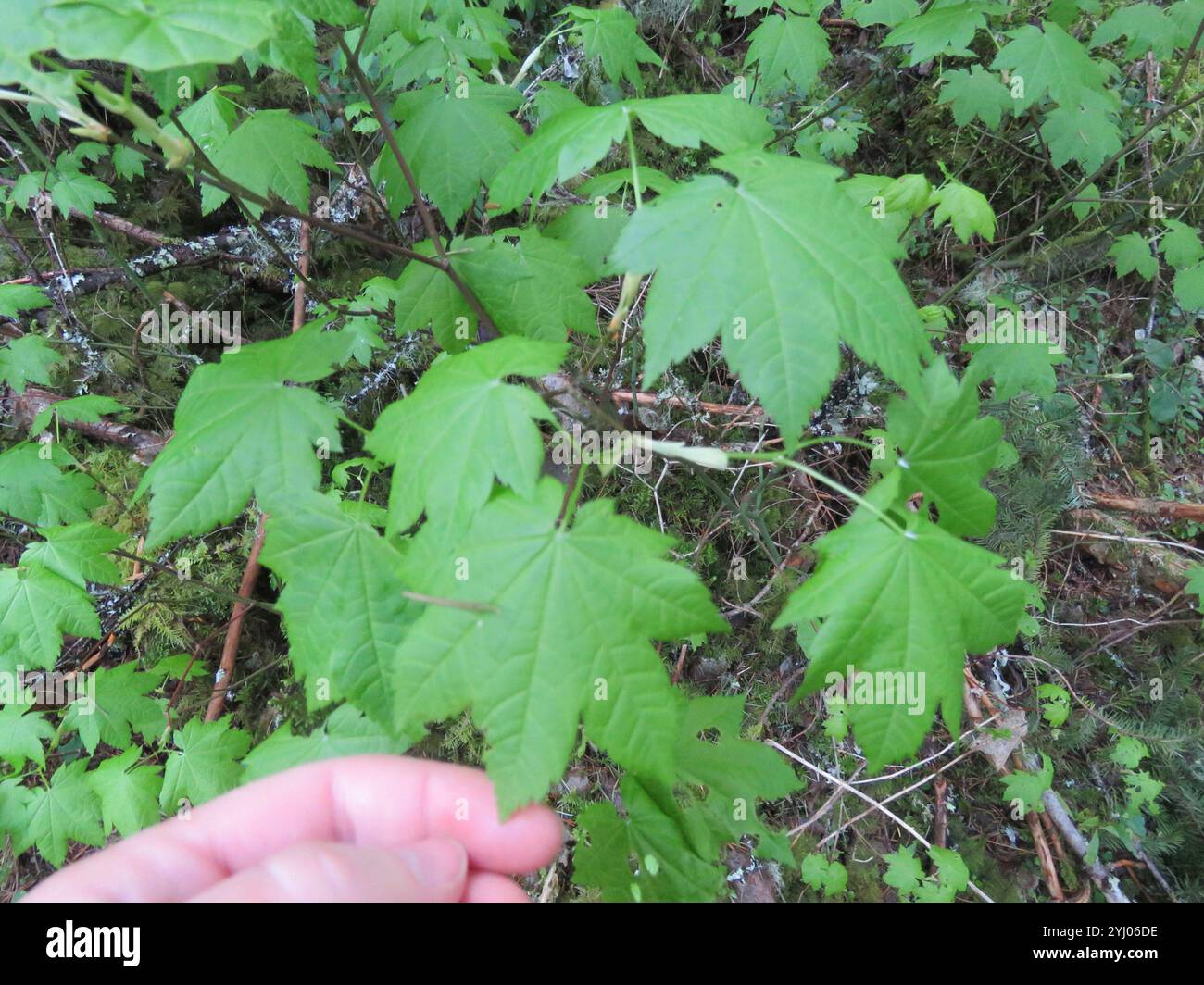 Vine Maple (Acer circinatum Stock Photo - Alamy