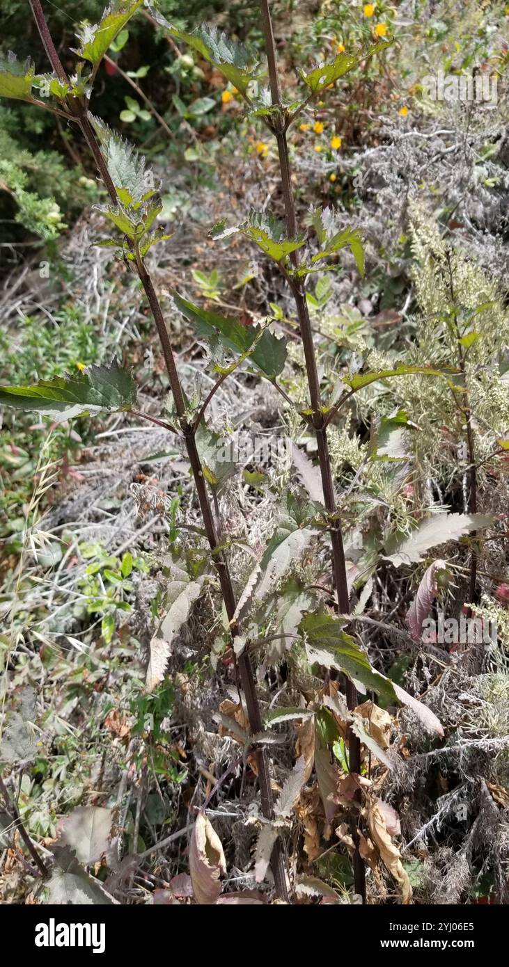 California beeplant (Scrophularia californica Stock Photo - Alamy