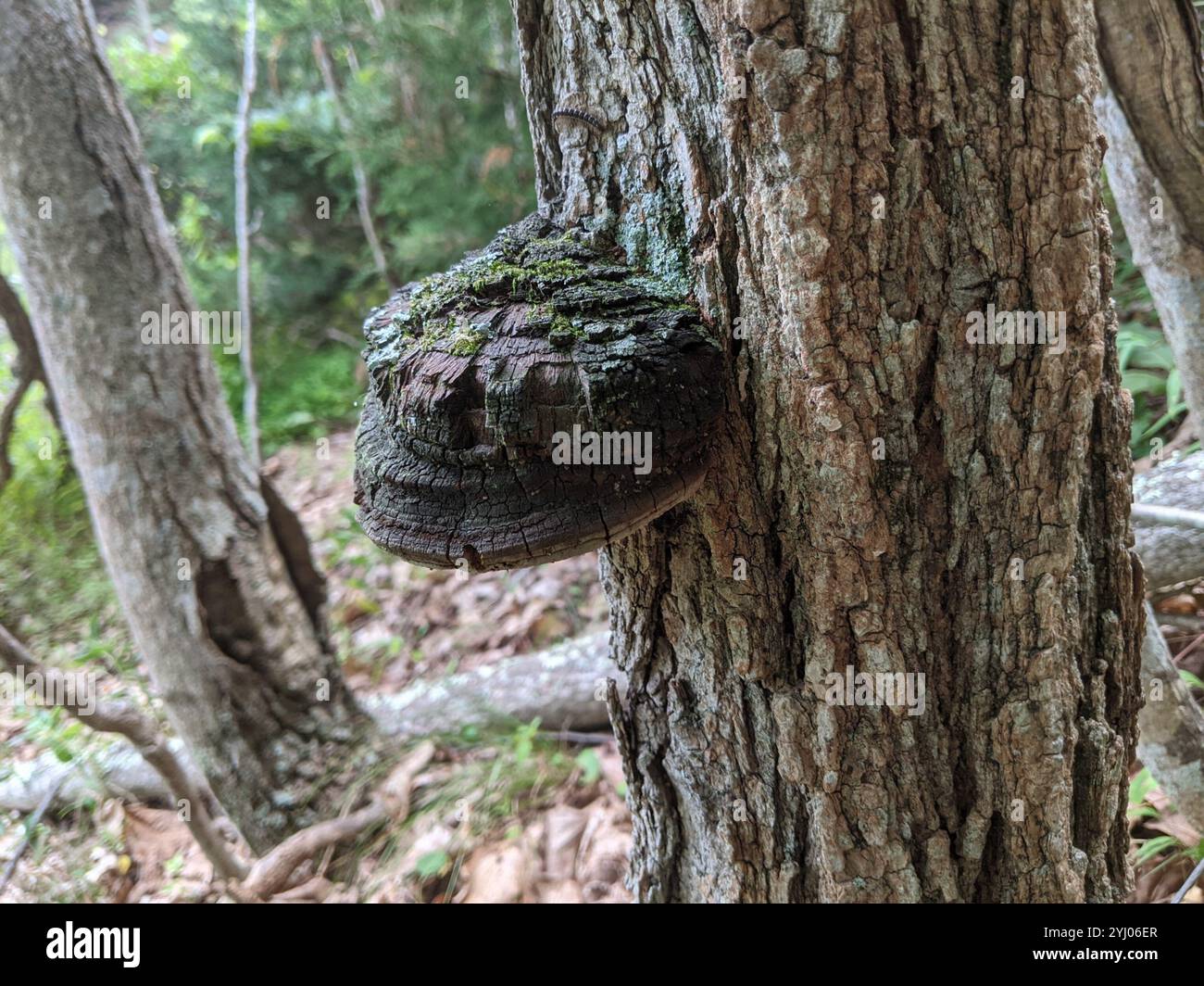 Cracked Cap Polypore (Fulvifomes robiniae Stock Photo - Alamy