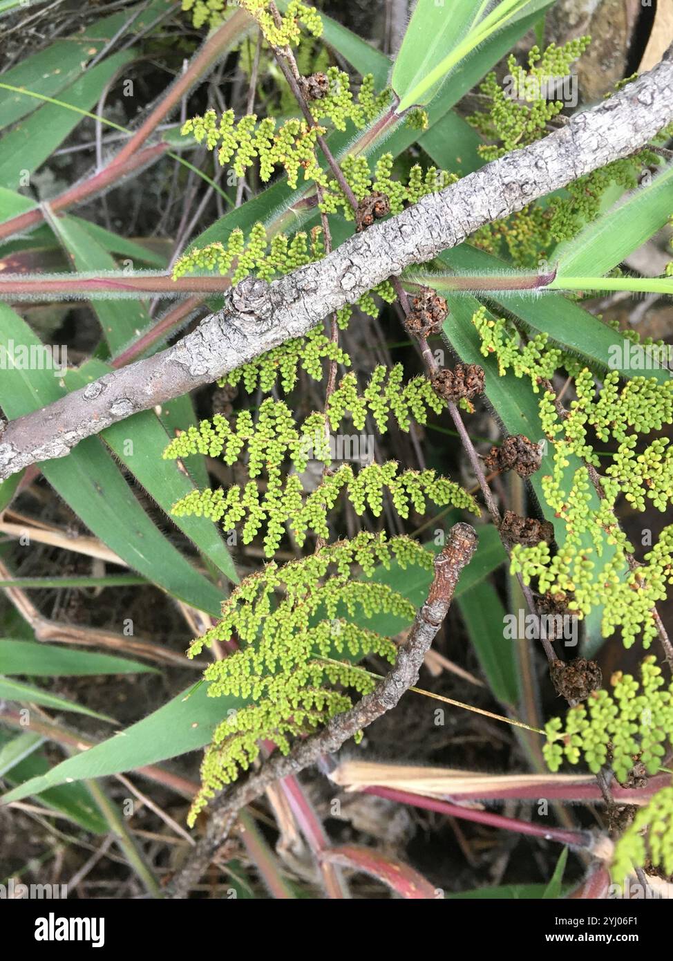 lip ferns (Myriopteris Stock Photo - Alamy