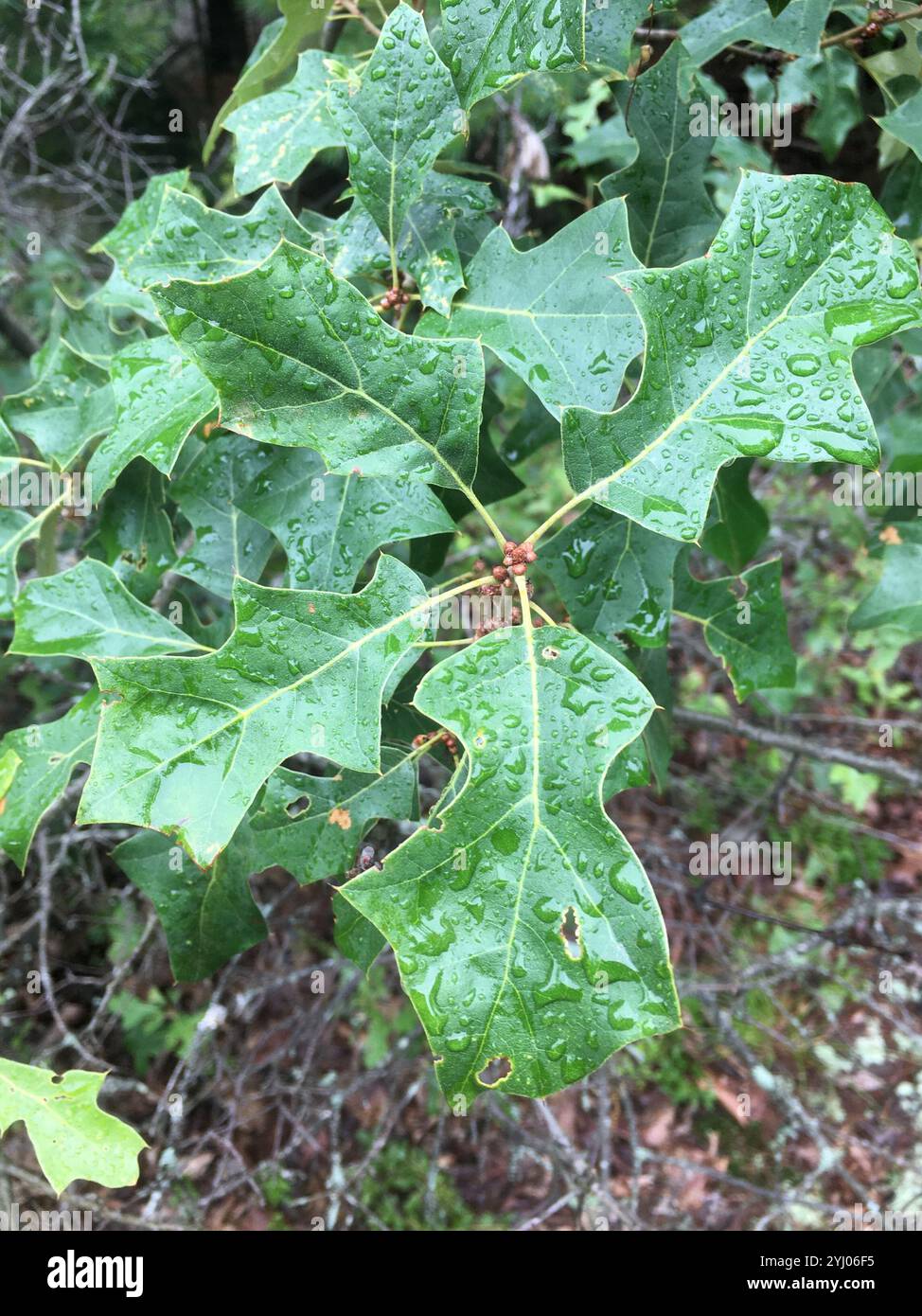 bear oak (Quercus ilicifolia Stock Photo - Alamy
