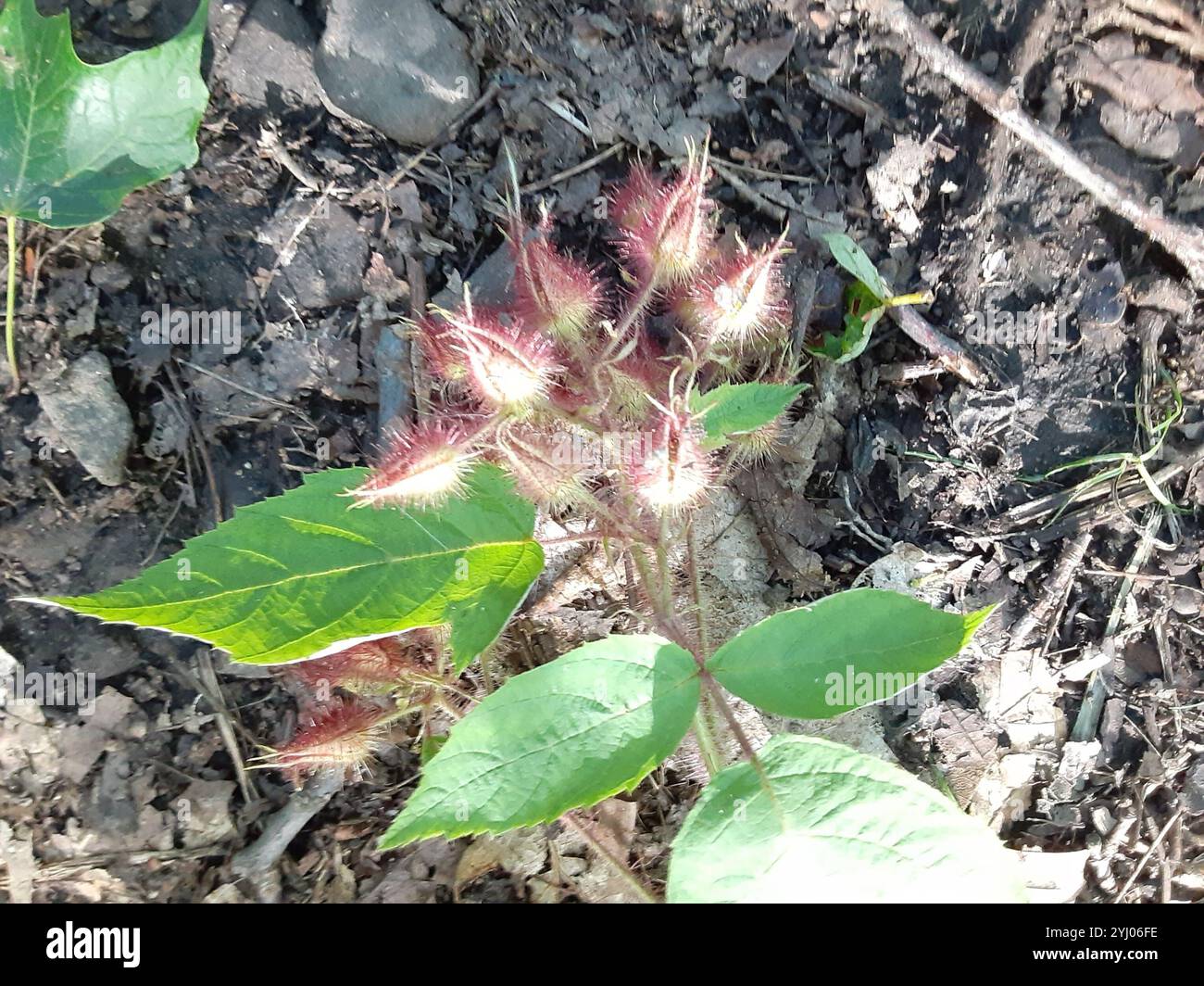 wineberry (Rubus phoenicolasius Stock Photo - Alamy