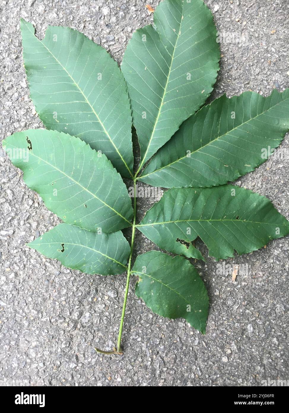red hickory (Carya ovalis Stock Photo - Alamy