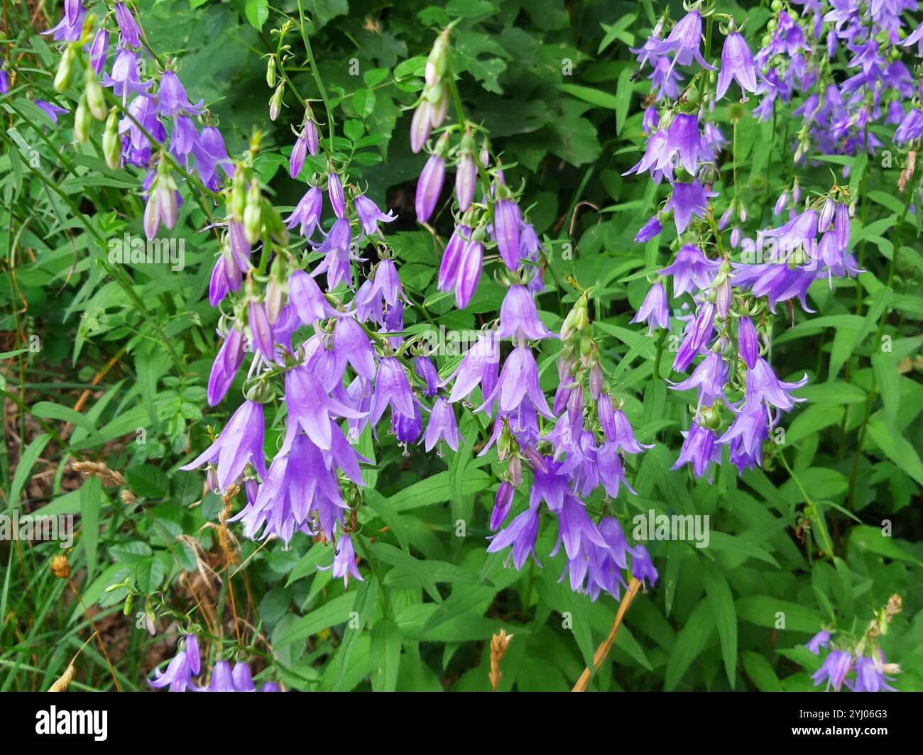 Creeping Bellflower (Campanula rapunculoides Stock Photo - Alamy