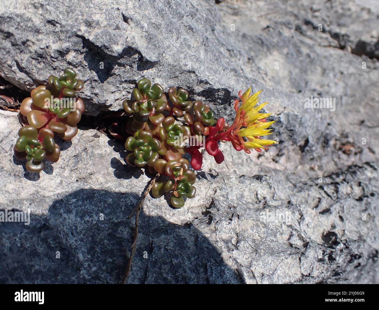 Oregon Stonecrop (Sedum oreganum Stock Photo - Alamy