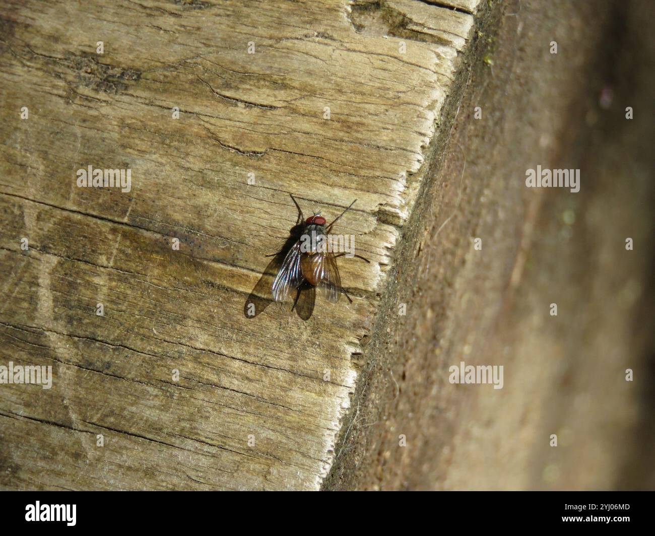 House Flies and Allies (Muscidae Stock Photo - Alamy