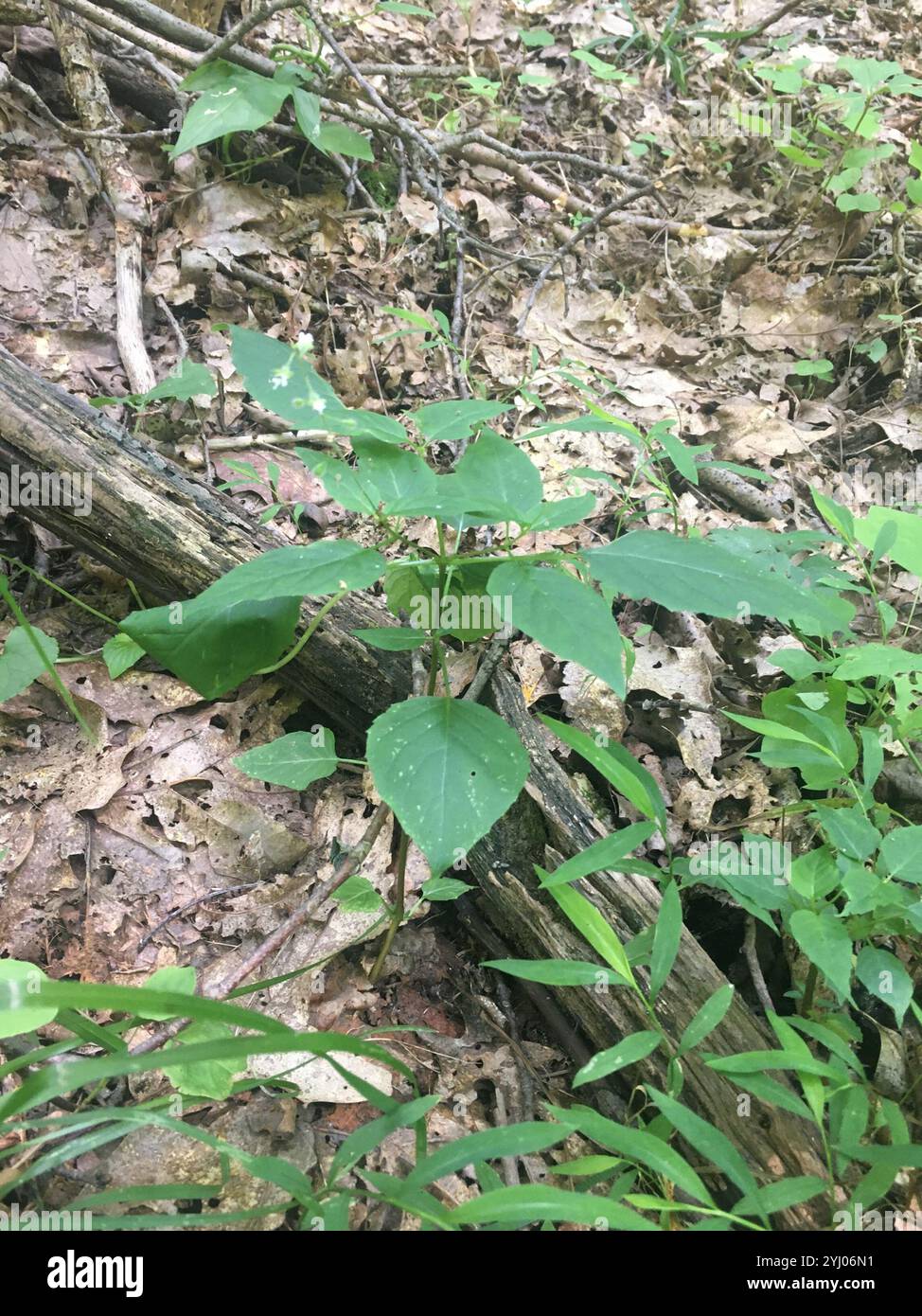 broadleaf enchanter's nightshade (Circaea canadensis Stock Photo - Alamy