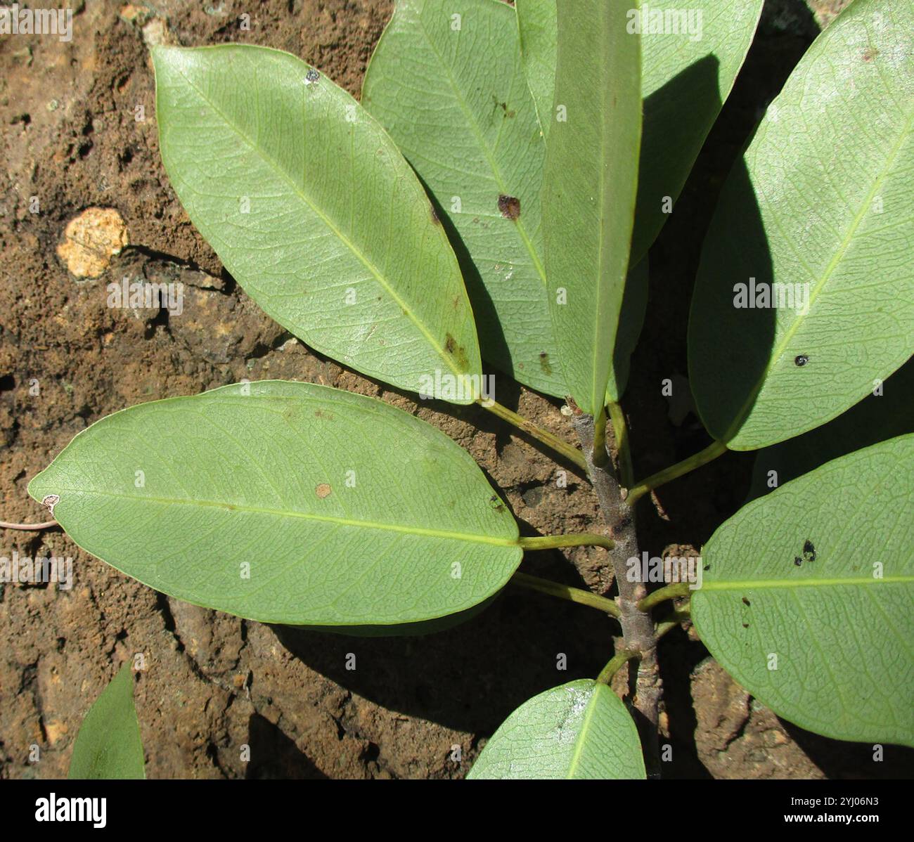 Common Wild Fig (Ficus burkei Stock Photo - Alamy