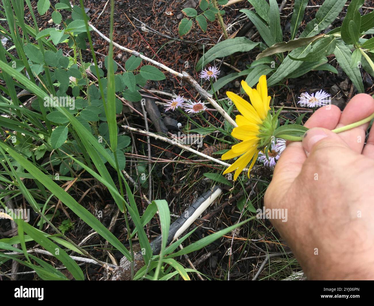 Showy goldeneye hi-res stock photography and images - Alamy