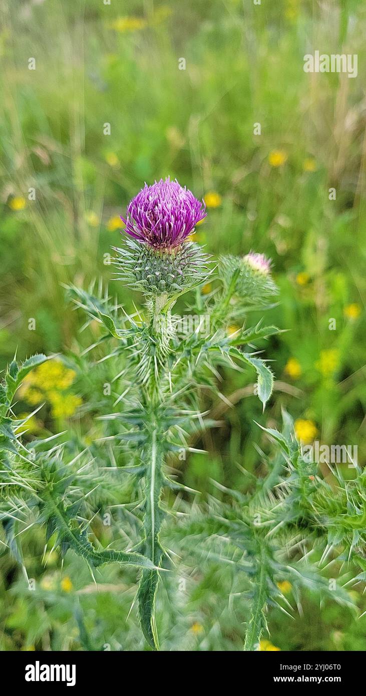 Broad winged thistle hi-res stock photography and images - Alamy