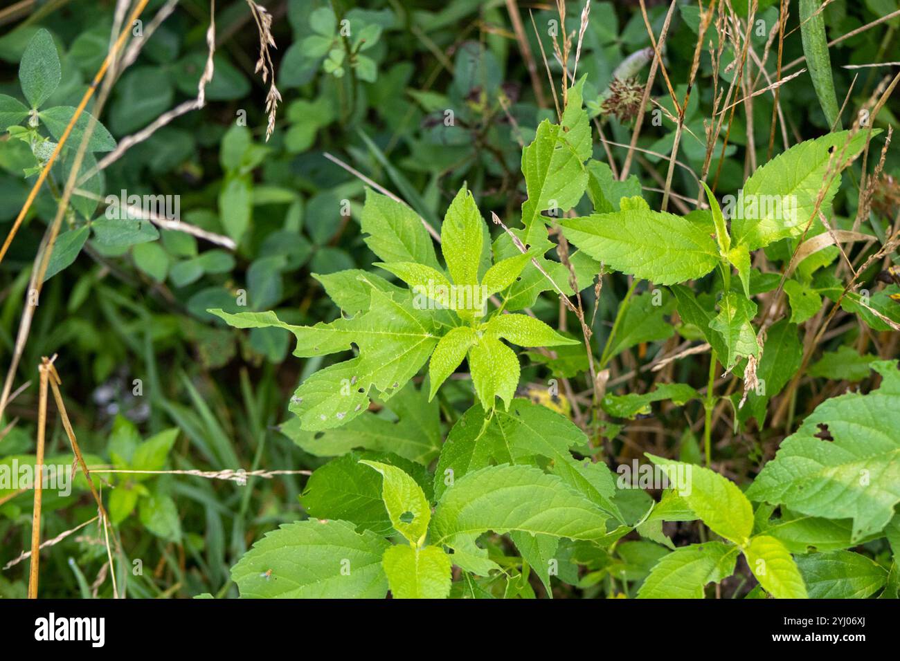 giant ragweed (Ambrosia trifida Stock Photo - Alamy