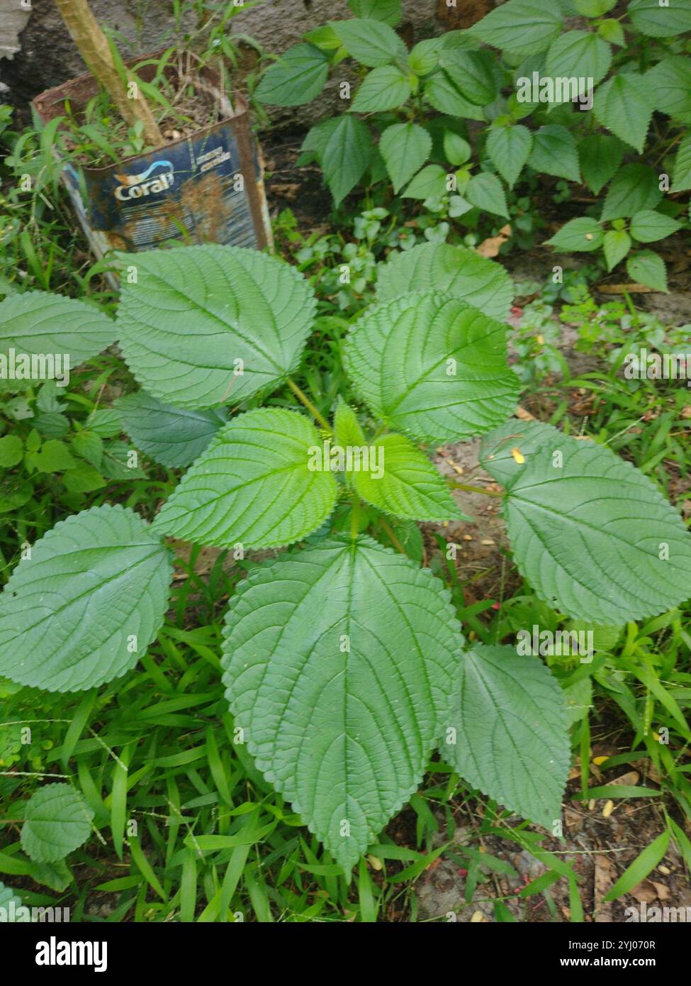 West Indian woodnettle (Laportea aestuans Stock Photo - Alamy