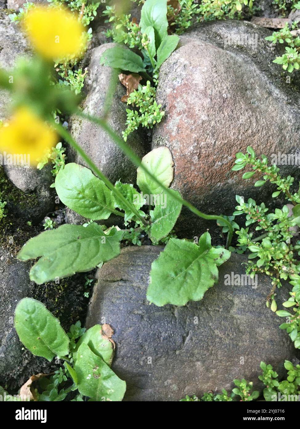 Oriental false hawksbeard (Youngia japonica Stock Photo - Alamy