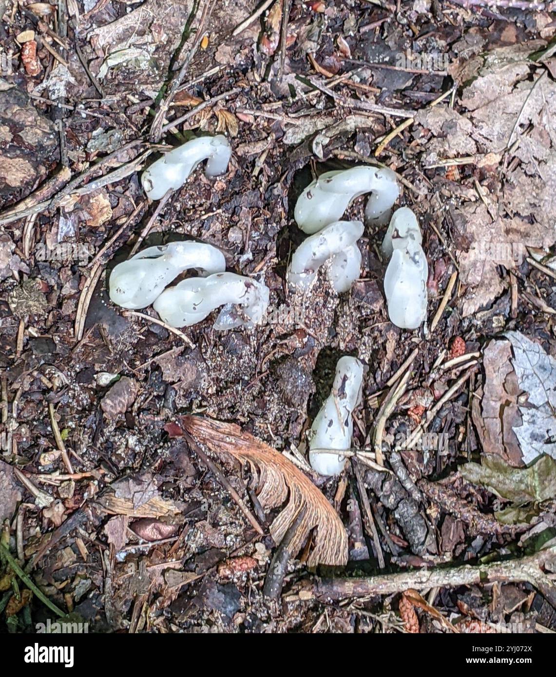 Ghost Pipe (Monotropa uniflora Stock Photo - Alamy