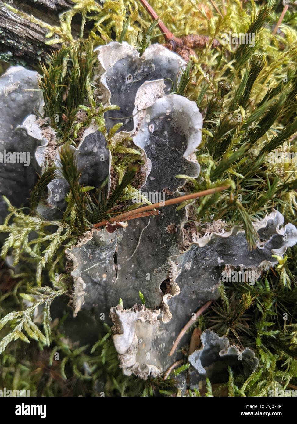 membranous pelt lichen (Peltigera membranacea Stock Photo - Alamy