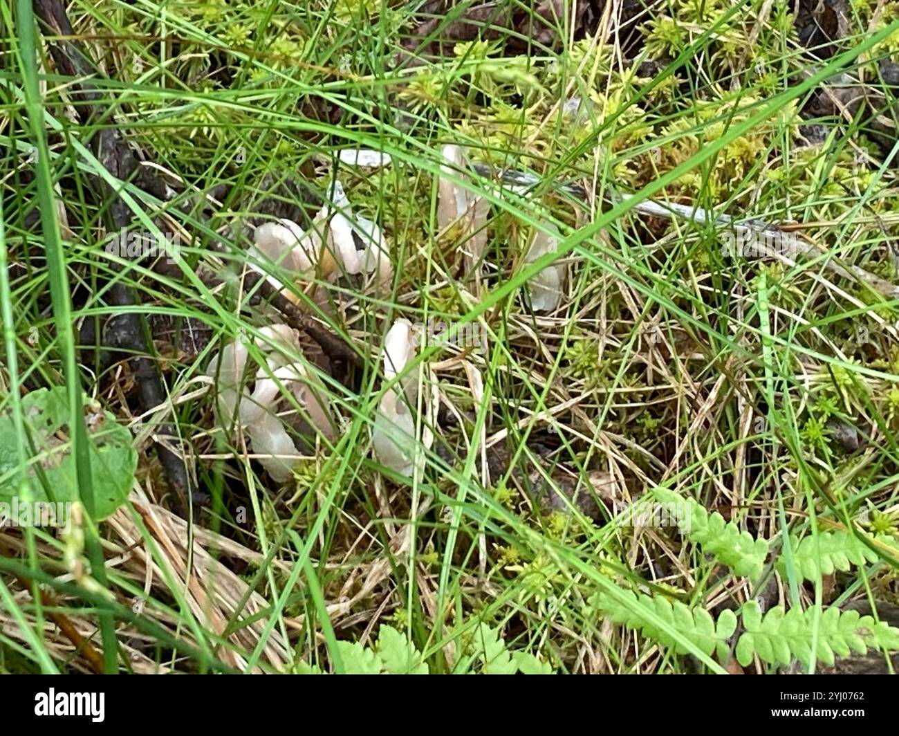 Ghost Pipe (Monotropa uniflora Stock Photo - Alamy