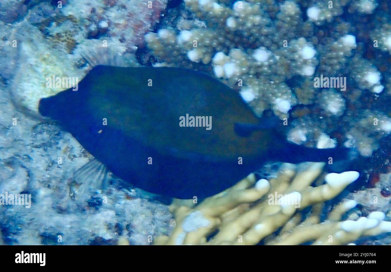 Bluetail Boxfish (Ostracion cyanurus Stock Photo - Alamy