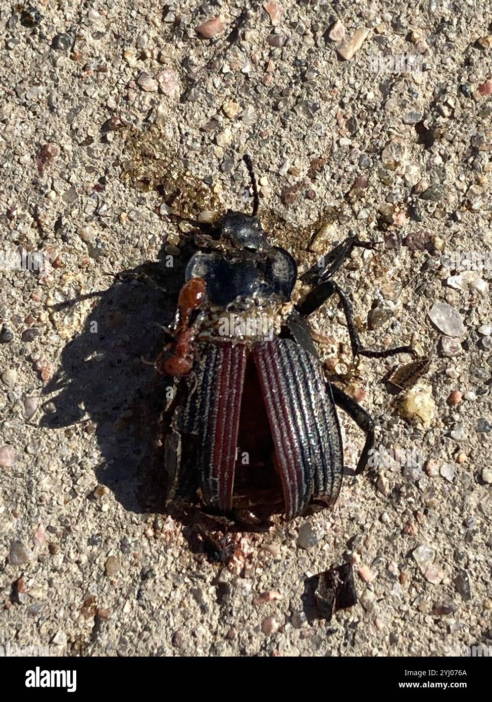 Red backed beetle hi-res stock photography and images - Alamy