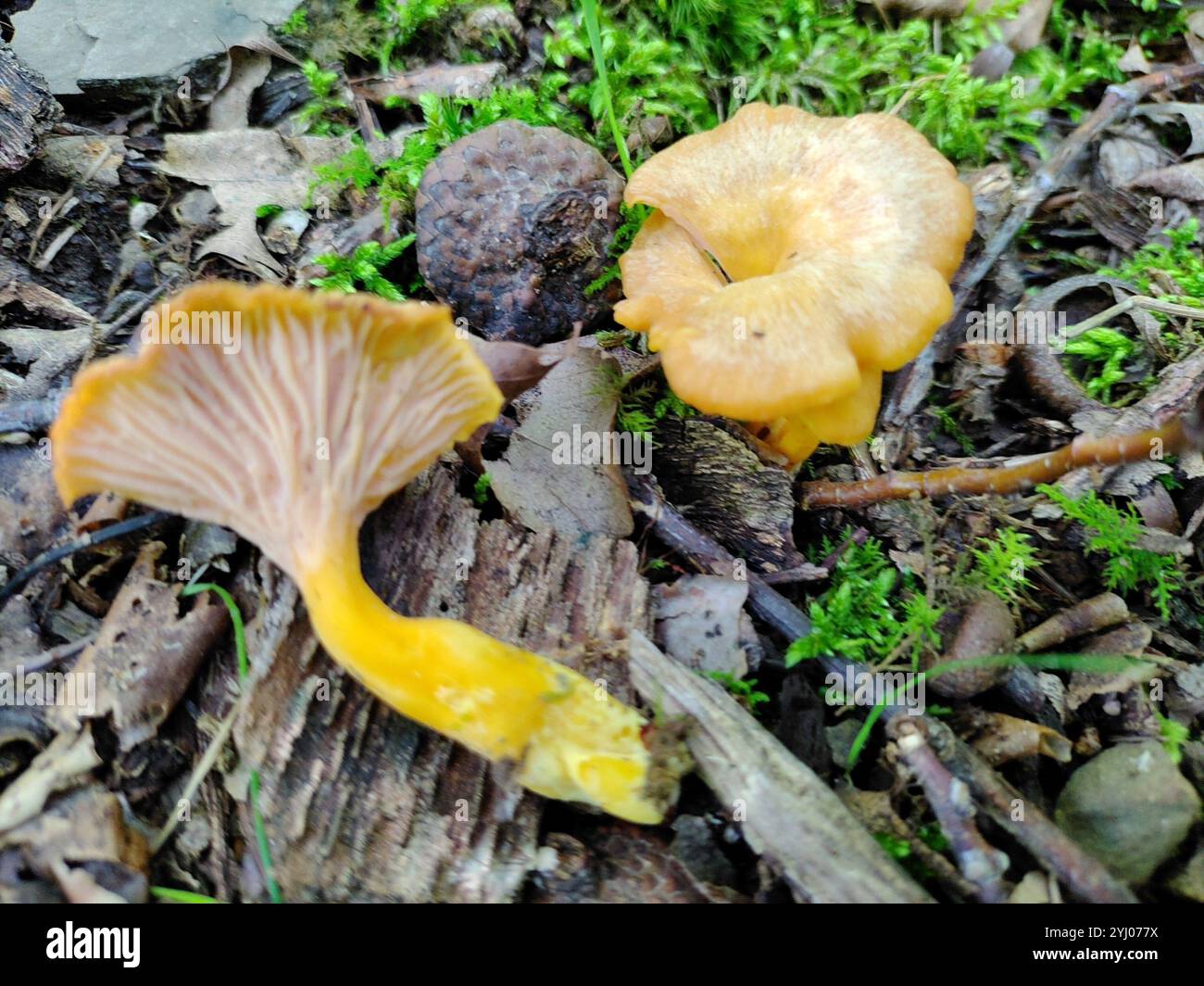 flame trumpet (Craterellus ignicolor Stock Photo - Alamy