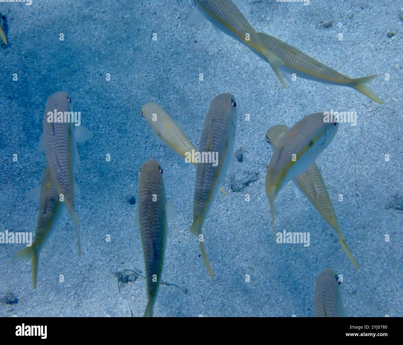 Yellowstripe Goatfish (Mulloidichthys flavolineatus Stock Photo - Alamy