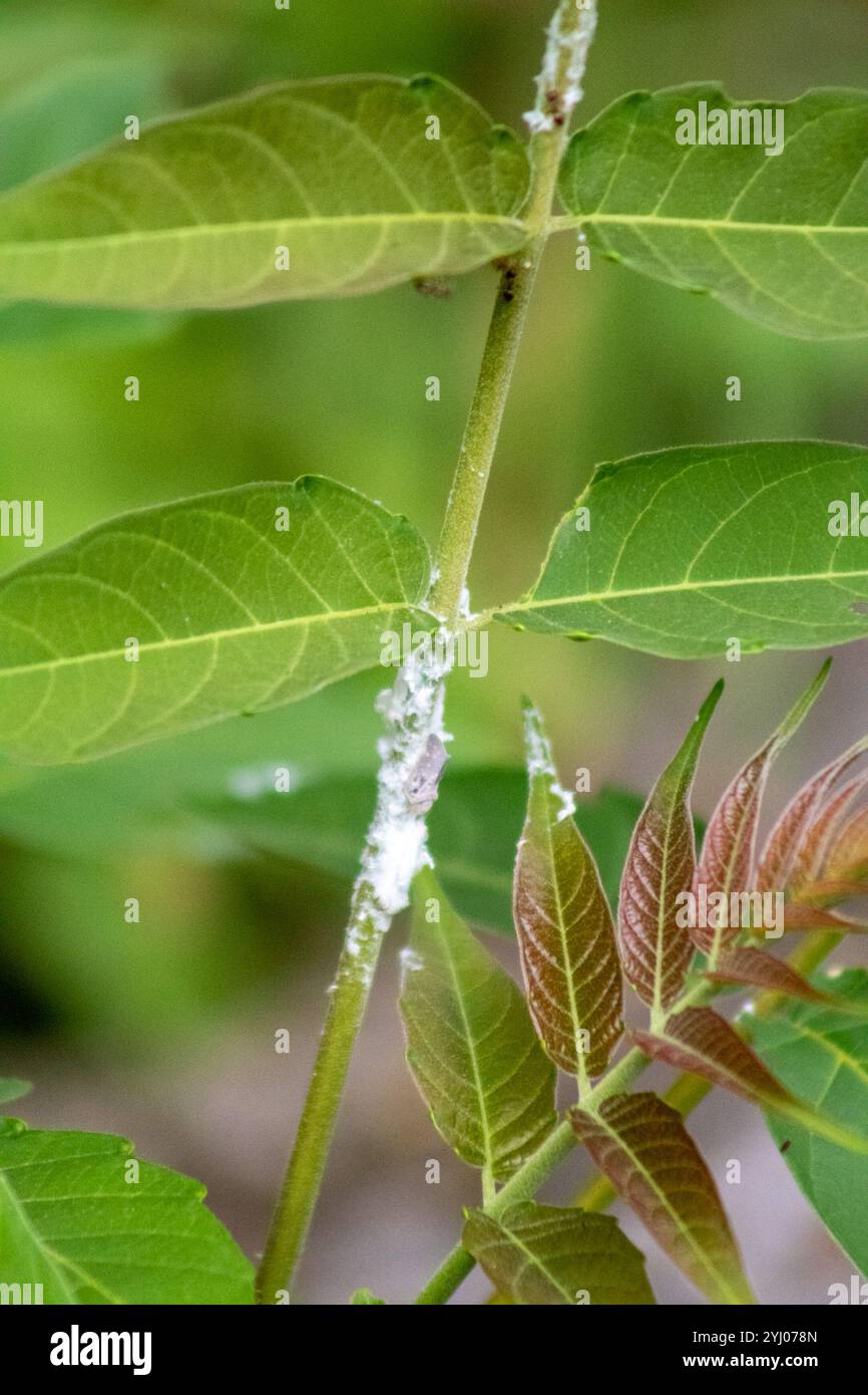 tree-of-heaven (Ailanthus altissima Stock Photo - Alamy
