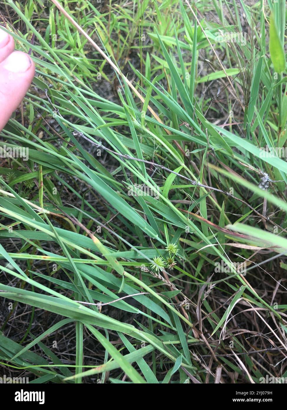 Fall Witchgrass (Digitaria cognata Stock Photo - Alamy
