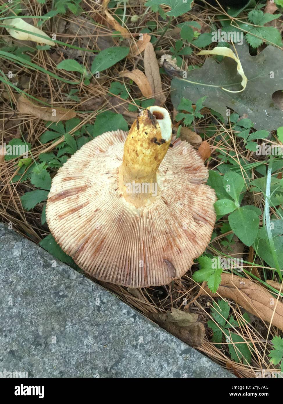 Orange Bile Mushroom (Russula mutabilis Stock Photo - Alamy