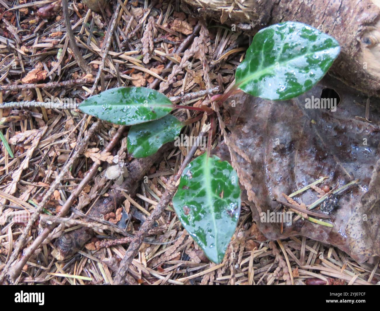 white-veined wintergreen (Pyrola picta Stock Photo - Alamy