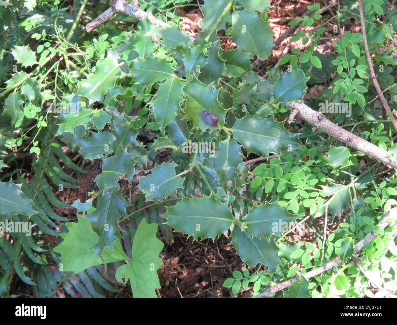 European holly (Ilex aquifolium Stock Photo - Alamy