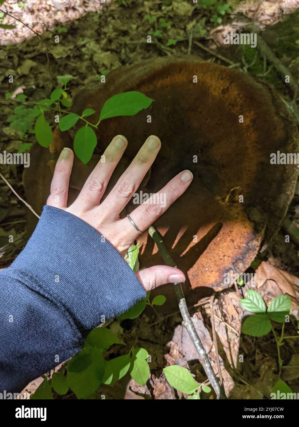 ash-tree bolete (Boletinellus merulioides Stock Photo - Alamy
