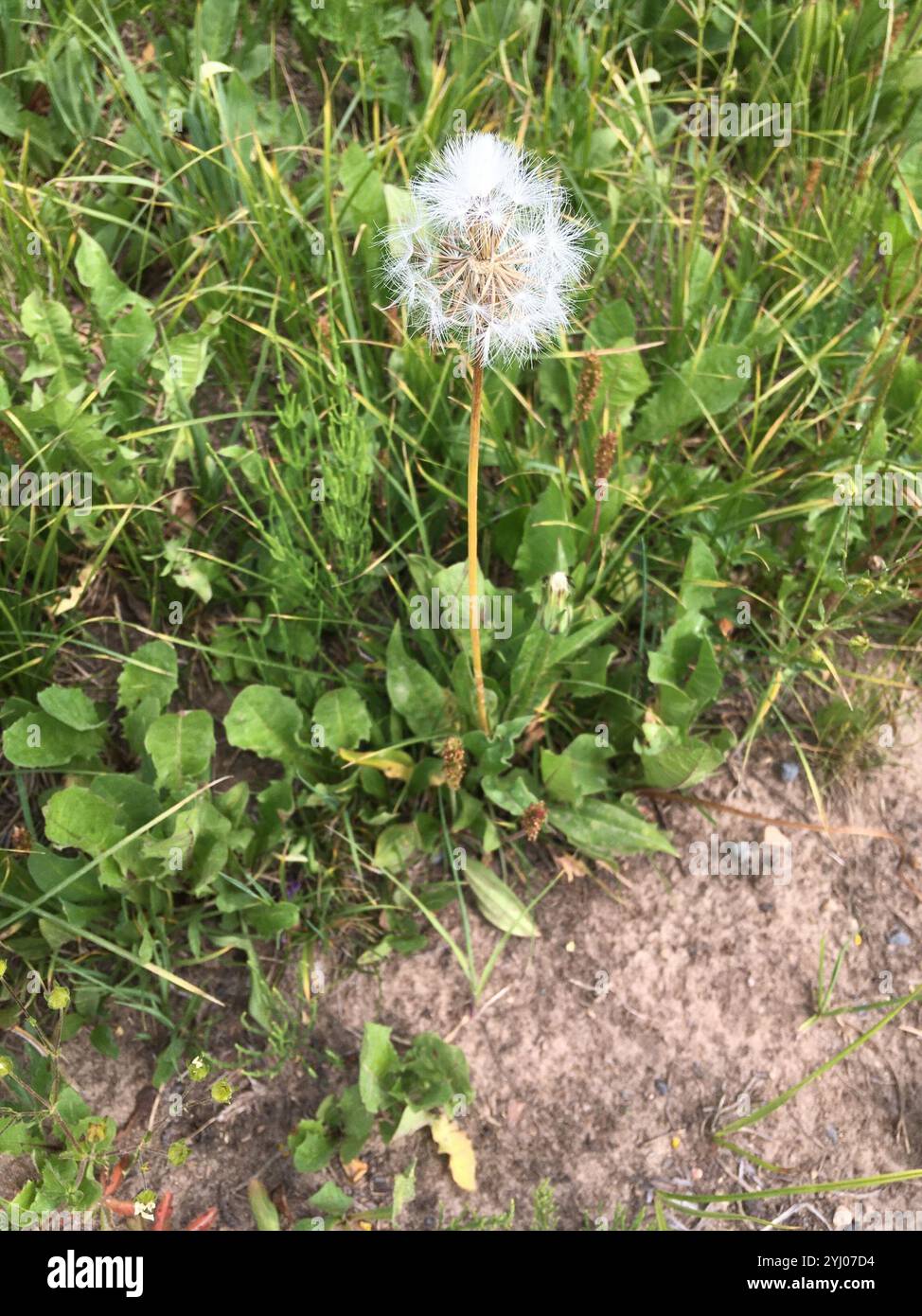orange agoseris (Agoseris aurantiaca Stock Photo - Alamy