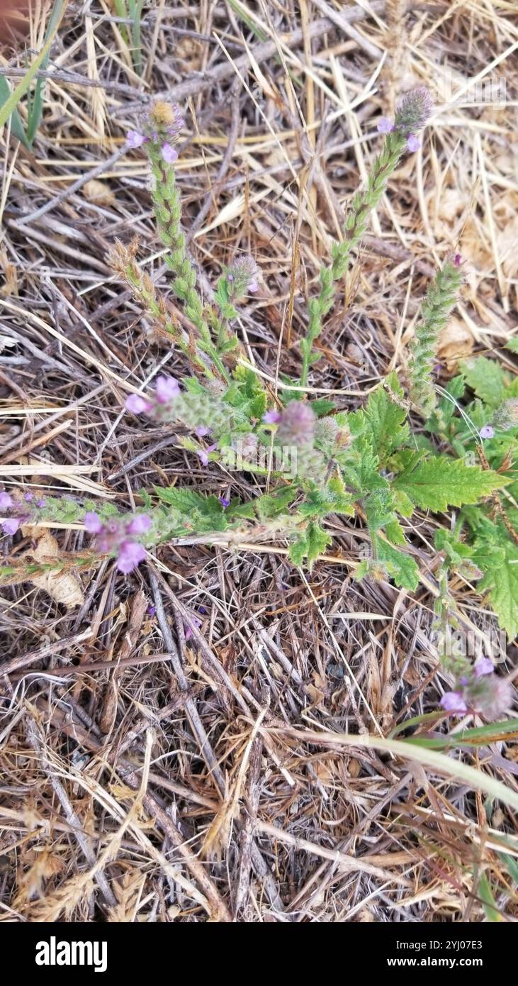 western vervain (Verbena lasiostachys Stock Photo - Alamy