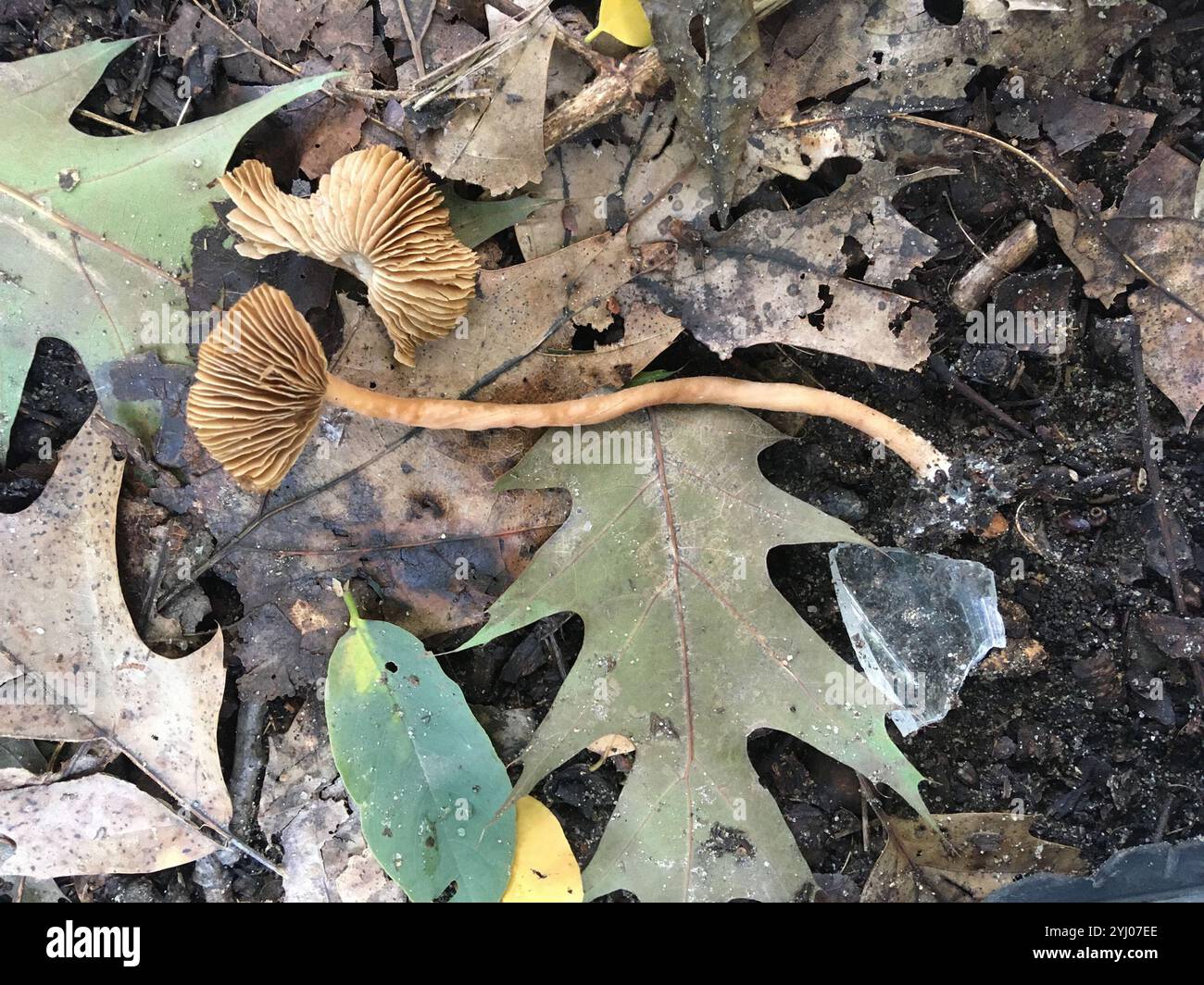Fiber Caps (Inocybe Stock Photo - Alamy