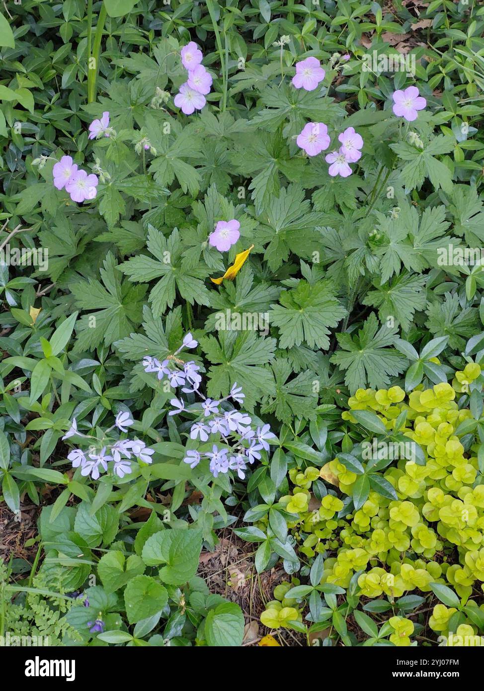 wild geranium (Geranium maculatum Stock Photo - Alamy