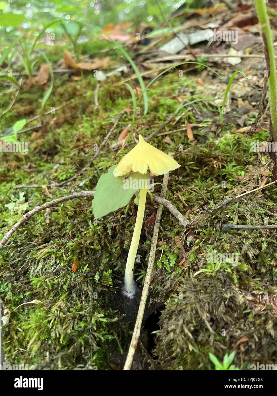 Yellow Unicorn Entoloma (Entoloma murrayi Stock Photo - Alamy