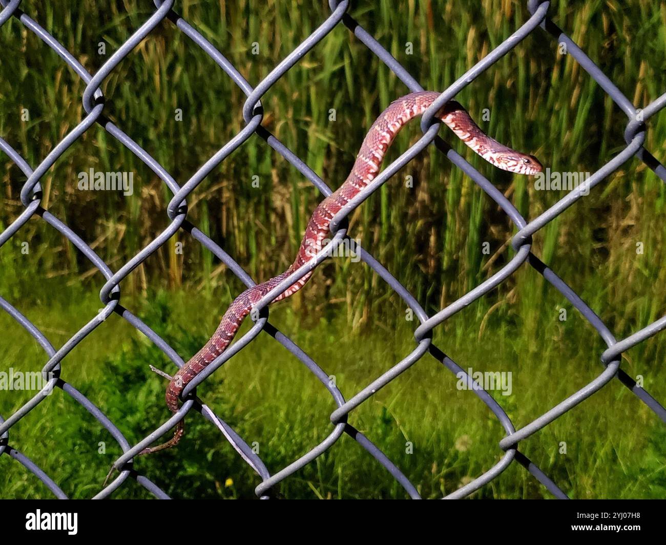 Southern Banded Watersnake (Nerodia fasciata fasciata Stock Photo - Alamy