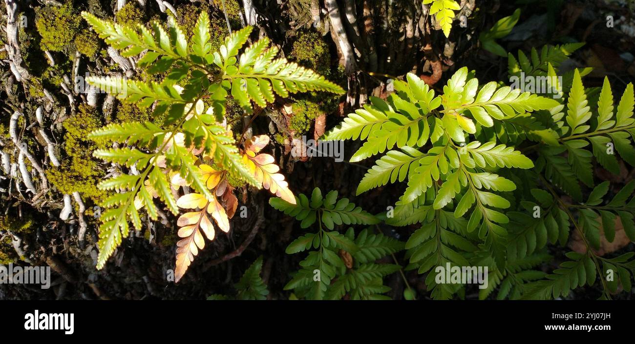Hares foot fern hares foot hi-res stock photography and images - Alamy