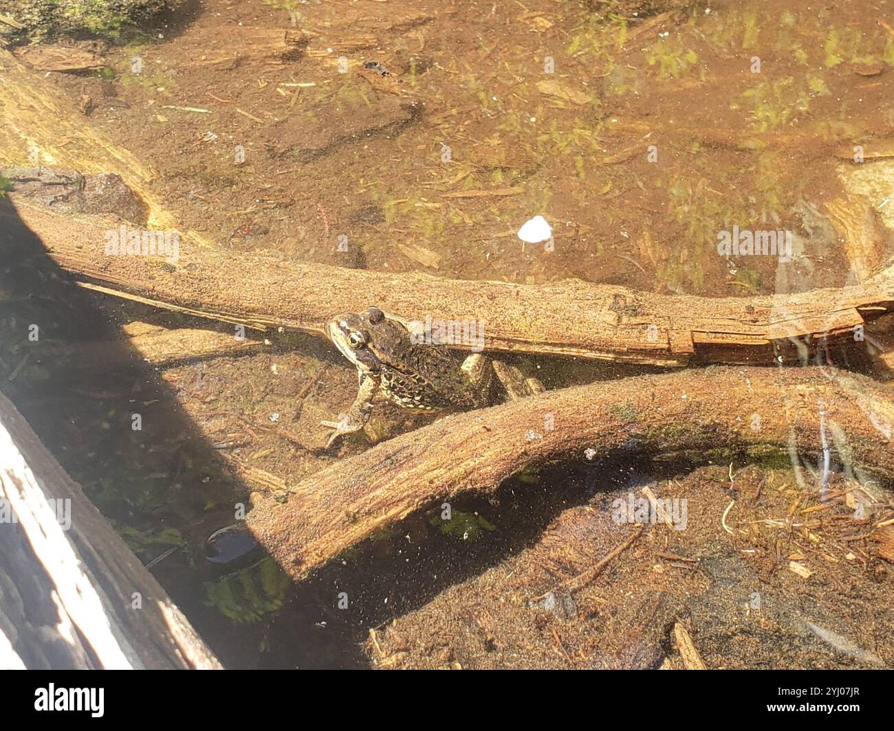 Cascades Frog (Rana cascadae Stock Photo - Alamy