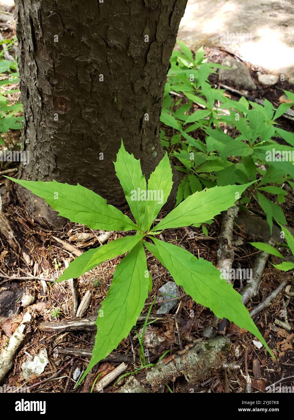 whorled wood aster (Oclemena acuminata Stock Photo - Alamy