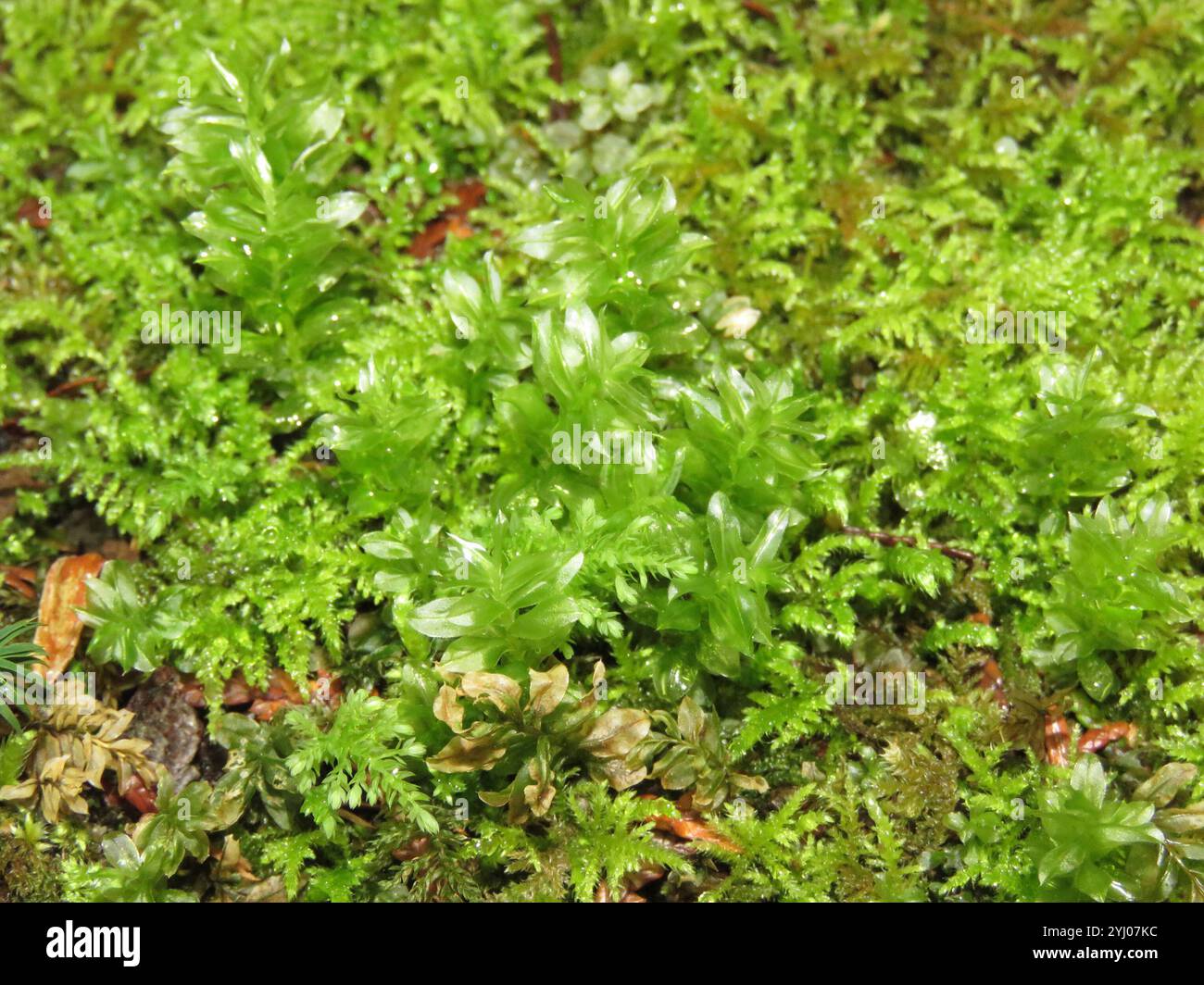 Badge Moss (Plagiomnium insigne Stock Photo - Alamy