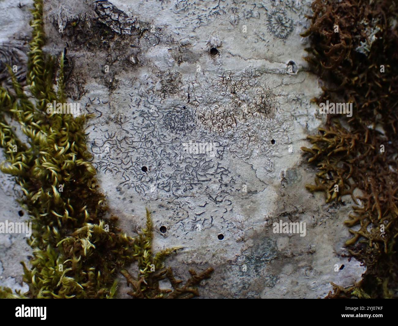 Graffiti Lichens (Graphis Stock Photo - Alamy